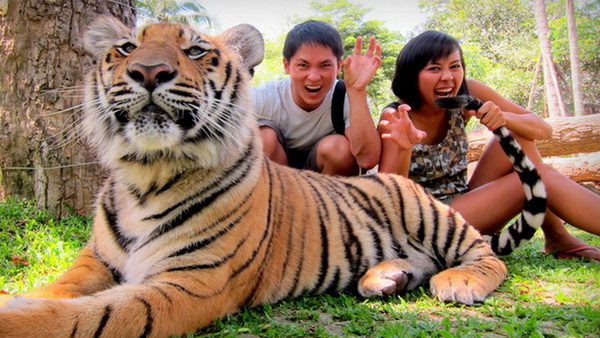 Tiger Kingdom Chiang Mai : Get Up Close and Personal