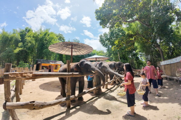 Mae Rim Elephant Home: A Unique Thai Adventure