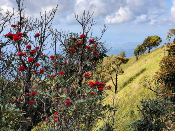 Trekking at Doi Pha Ngam : A Journey Through Two Seasons Cliff