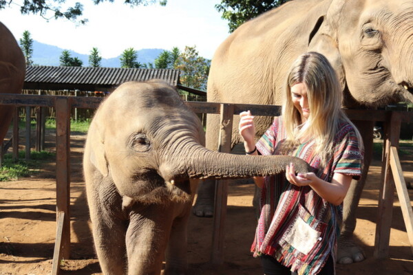 Elephant Jungle Sanctuary Chiang Mai