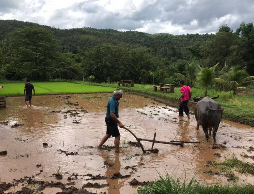 1 Day Chiang Mai Trek Mae Tang Area